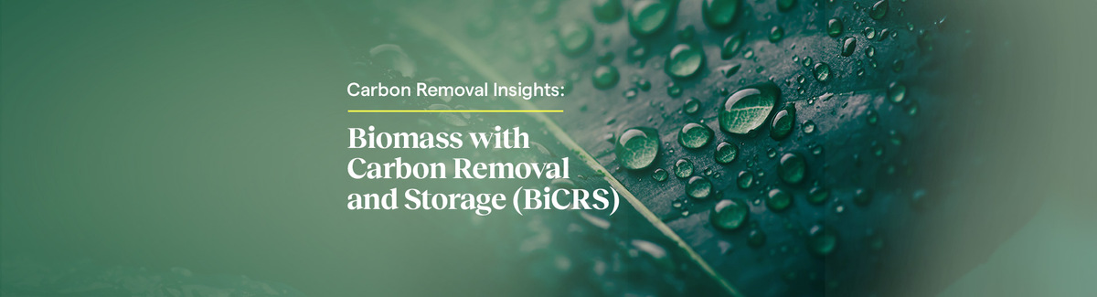 Carbon Removal Insights: Biomass with Carbon Removal and Storage (BiCRS)